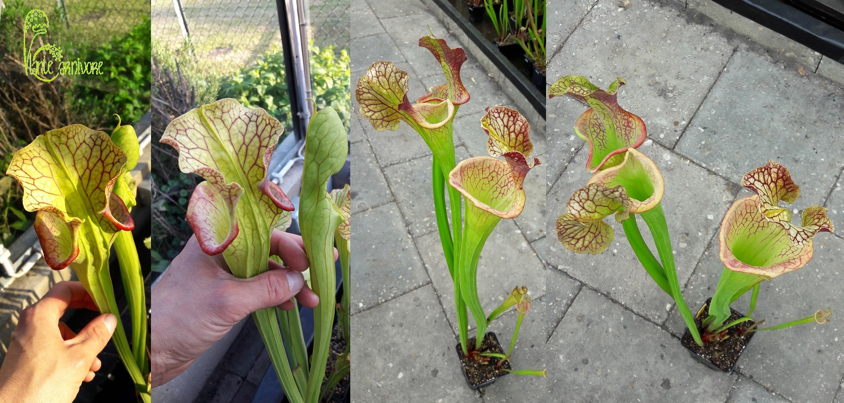 Growlist Sarracenia (Sarraceniaceae) 2025 – plantecarnivoremark.com
