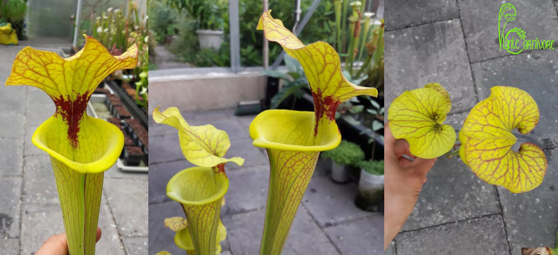 Growlist Sarracenia (Sarraceniaceae) 2025 – plantecarnivoremark.com